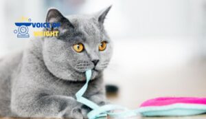 25 Common Things That Weigh One Kilogram (KG) - Images