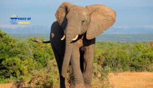 25 Common Things That Weigh One Ton with Images