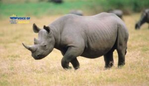 25 Common Things That Weigh One Ton with Images